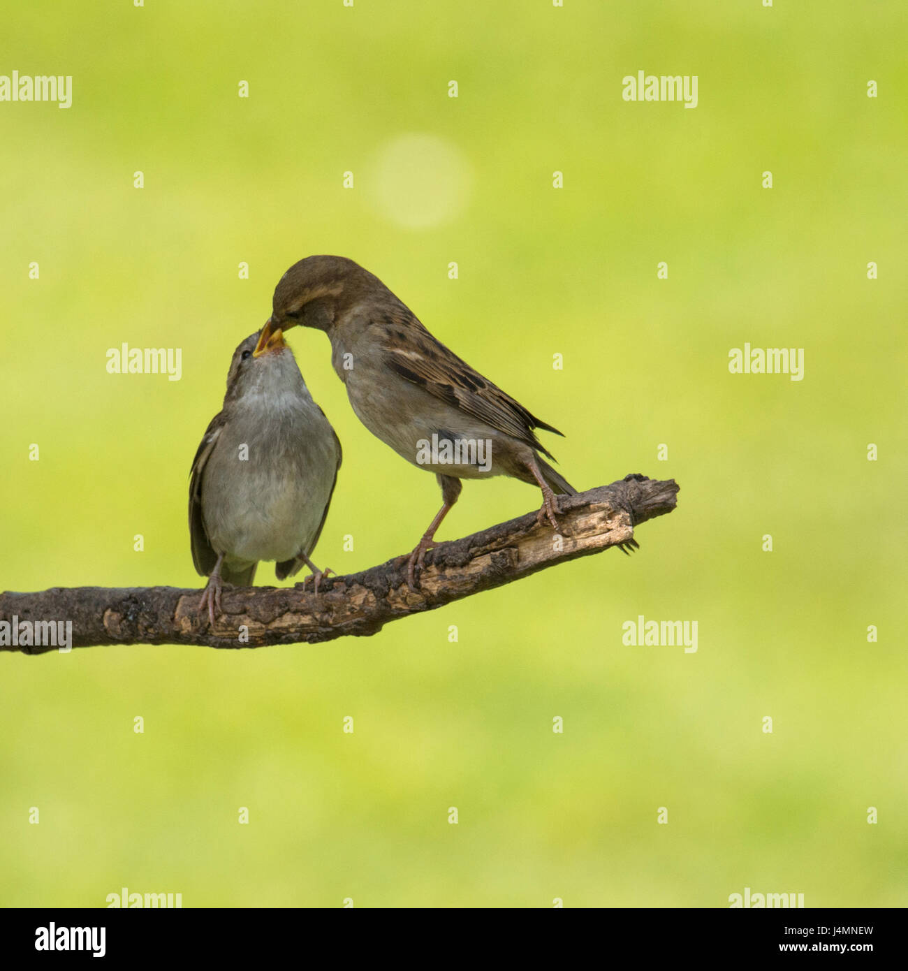 Chick sparrows hi-res stock photography and images - Alamy