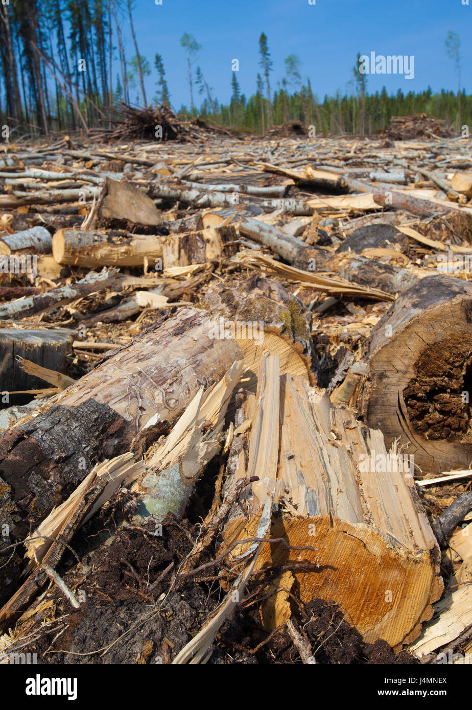 Lots of logs and wood on the ground in a forest in Saskatchewan Stock ...