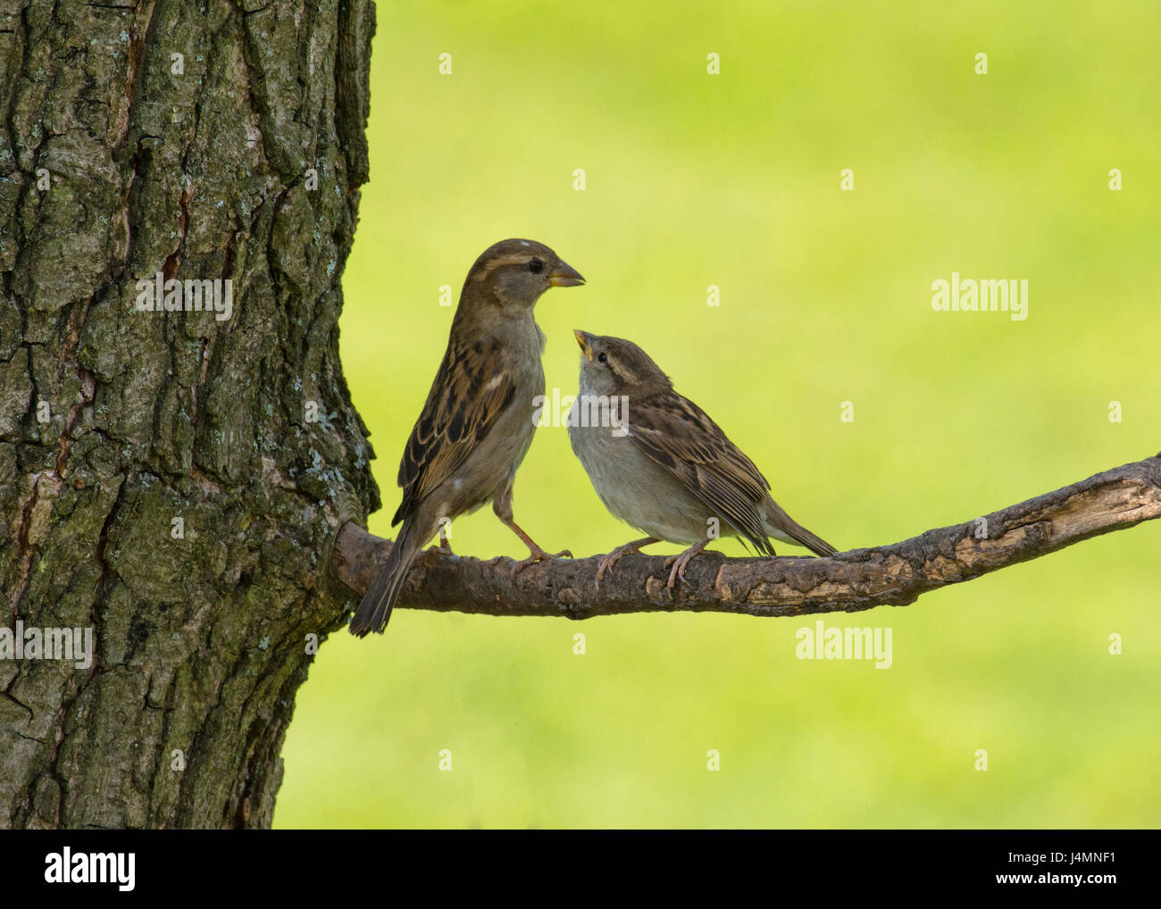 Chick sparrows hi-res stock photography and images - Alamy
