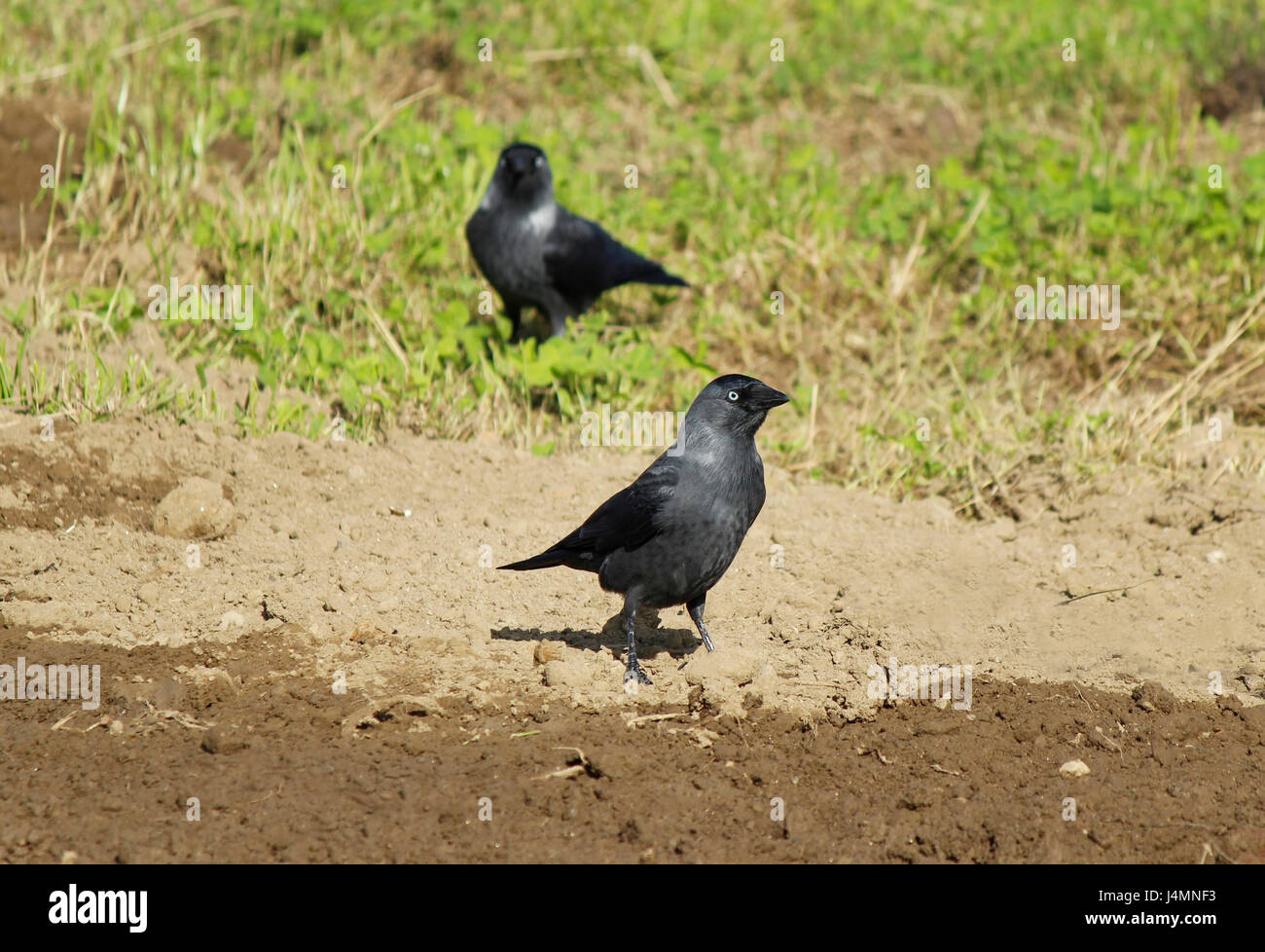 Two hooded crows hi-res stock photography and images - Alamy