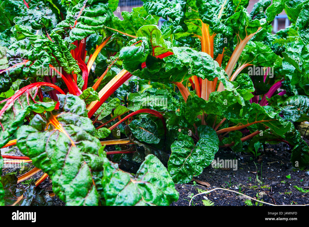 Allotment garden cultivate hi-res stock photography and images - Alamy