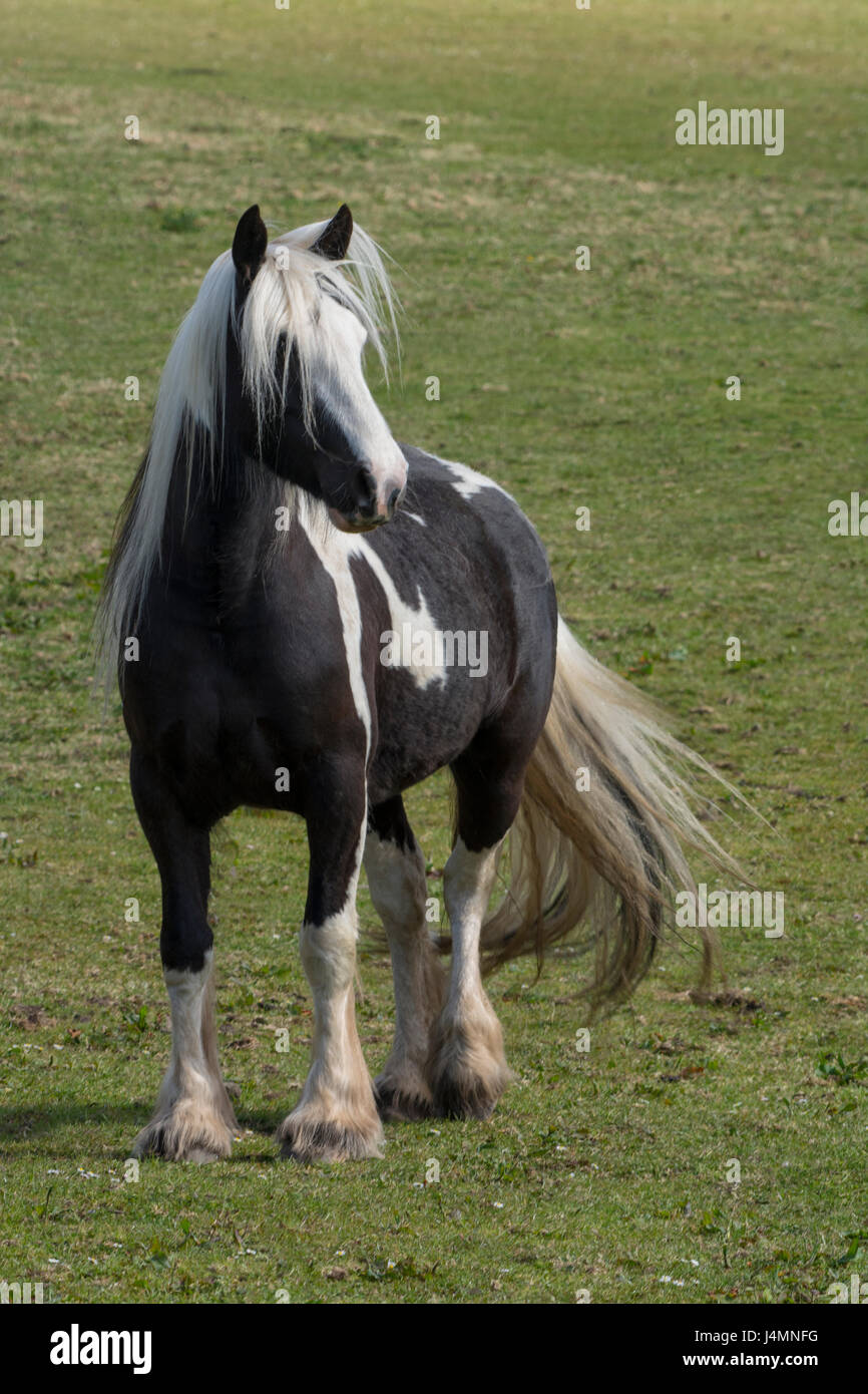 Clydesdale horse breed hi-res stock photography and images - Alamy