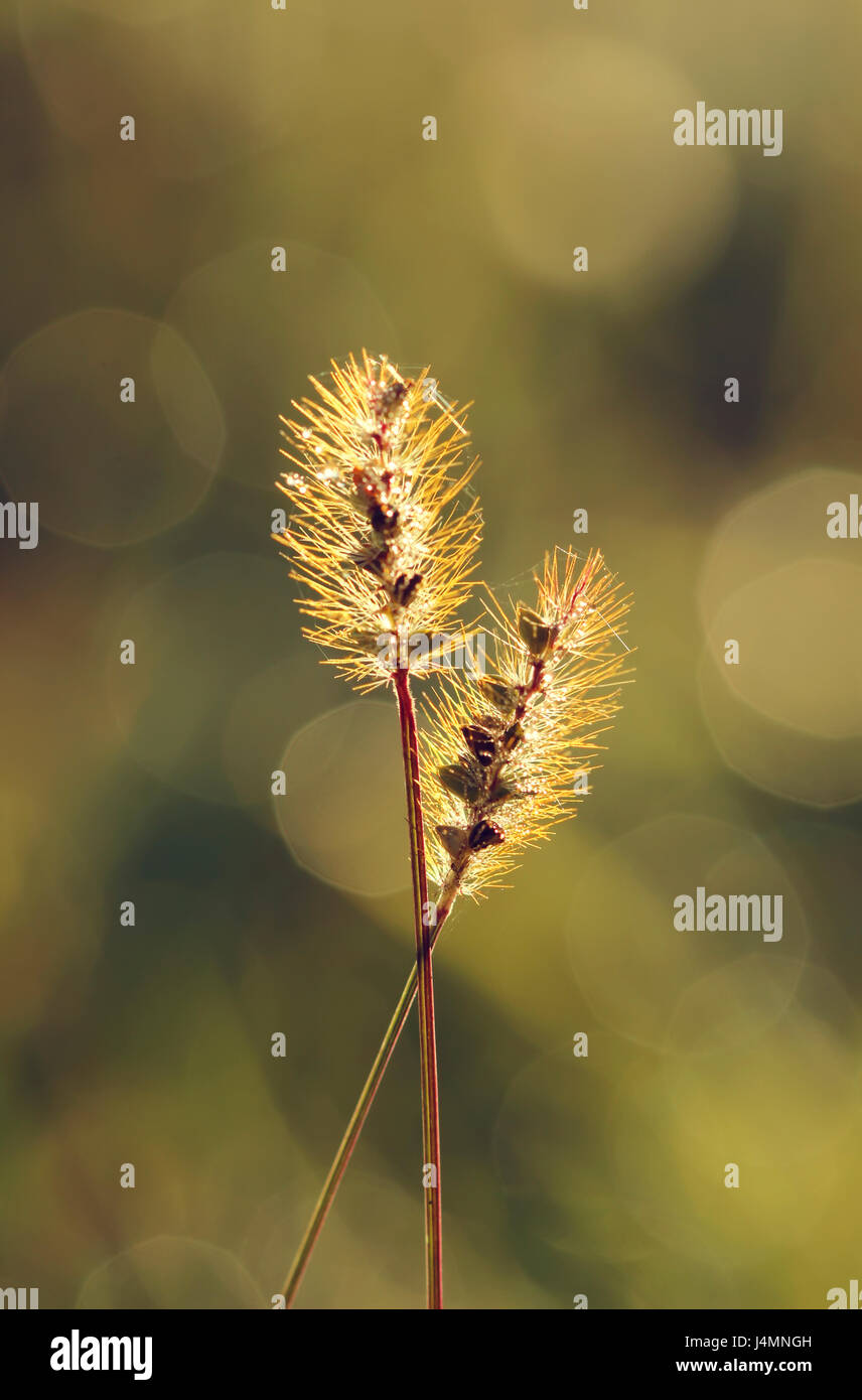 Intercrossed plants in nature Stock Photo - Alamy