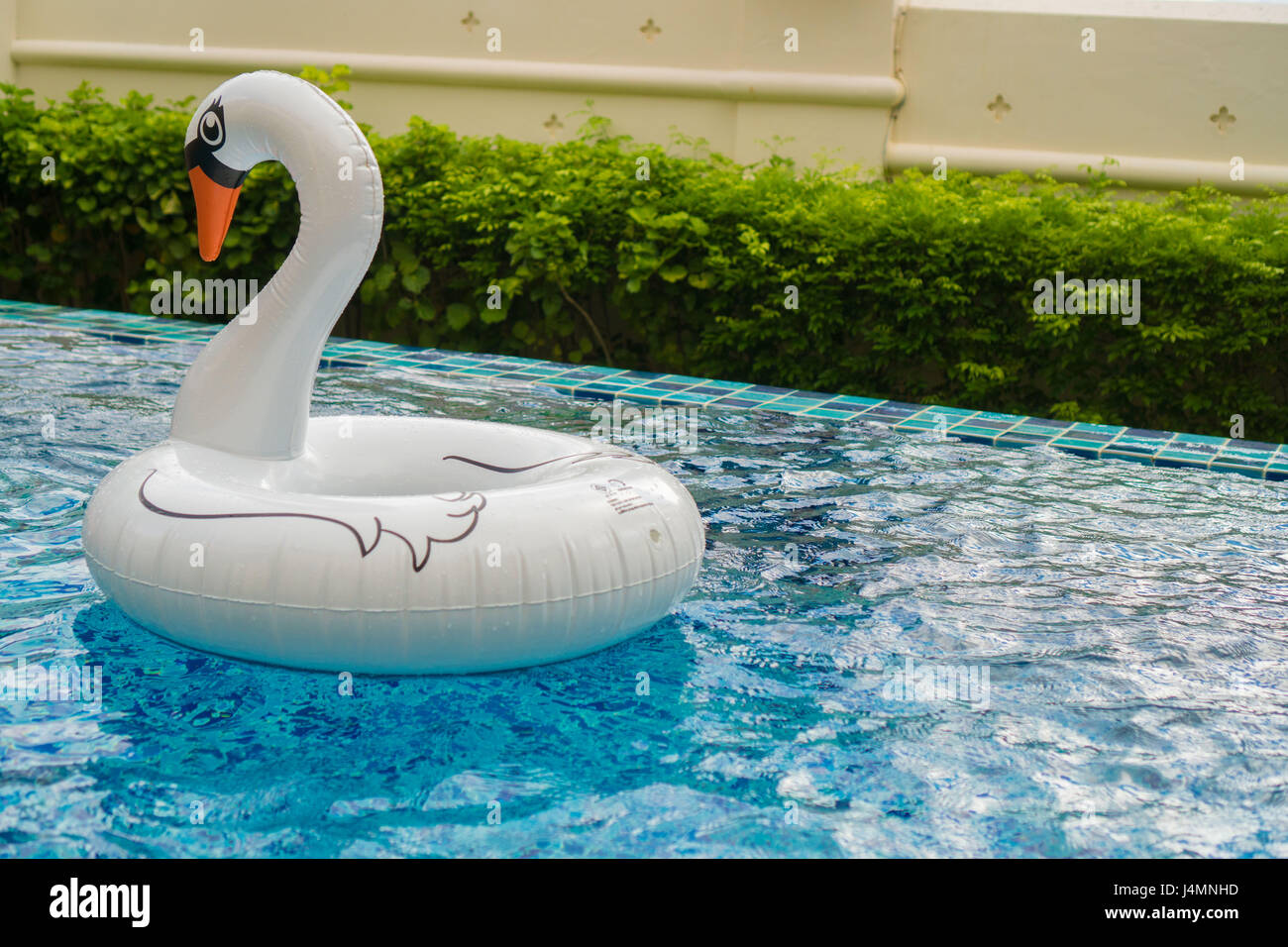 Inflatable white swan float in the outdoor swimming pool Stock Photo ...