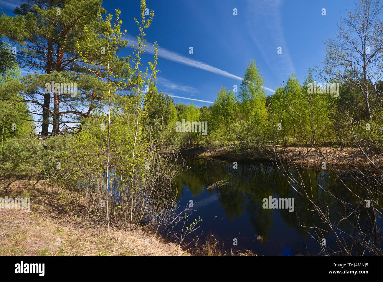 Spring in the national park "Meshchersky", central Russia. Water ...
