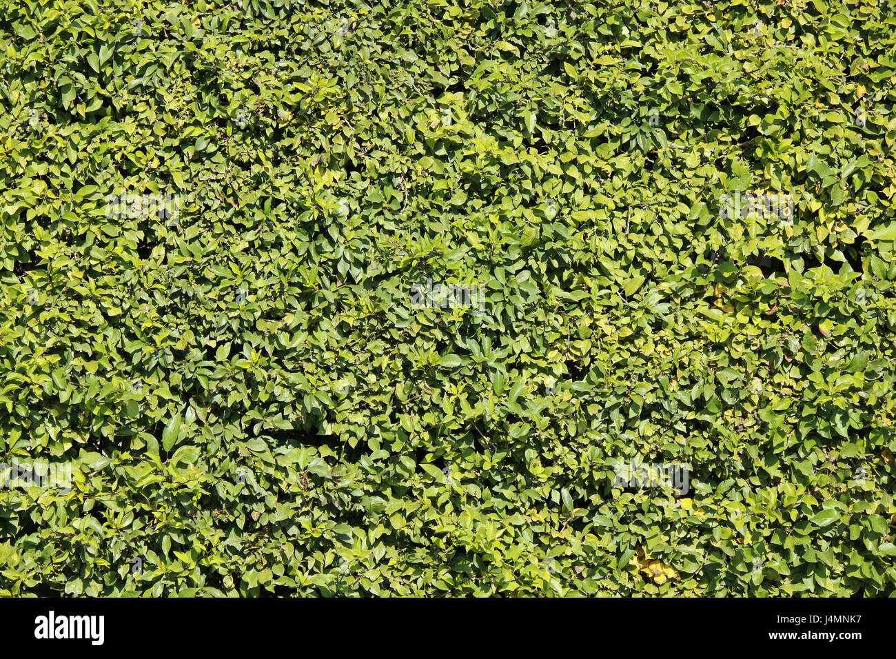 Boxwood texture hi-res stock photography and images - Alamy