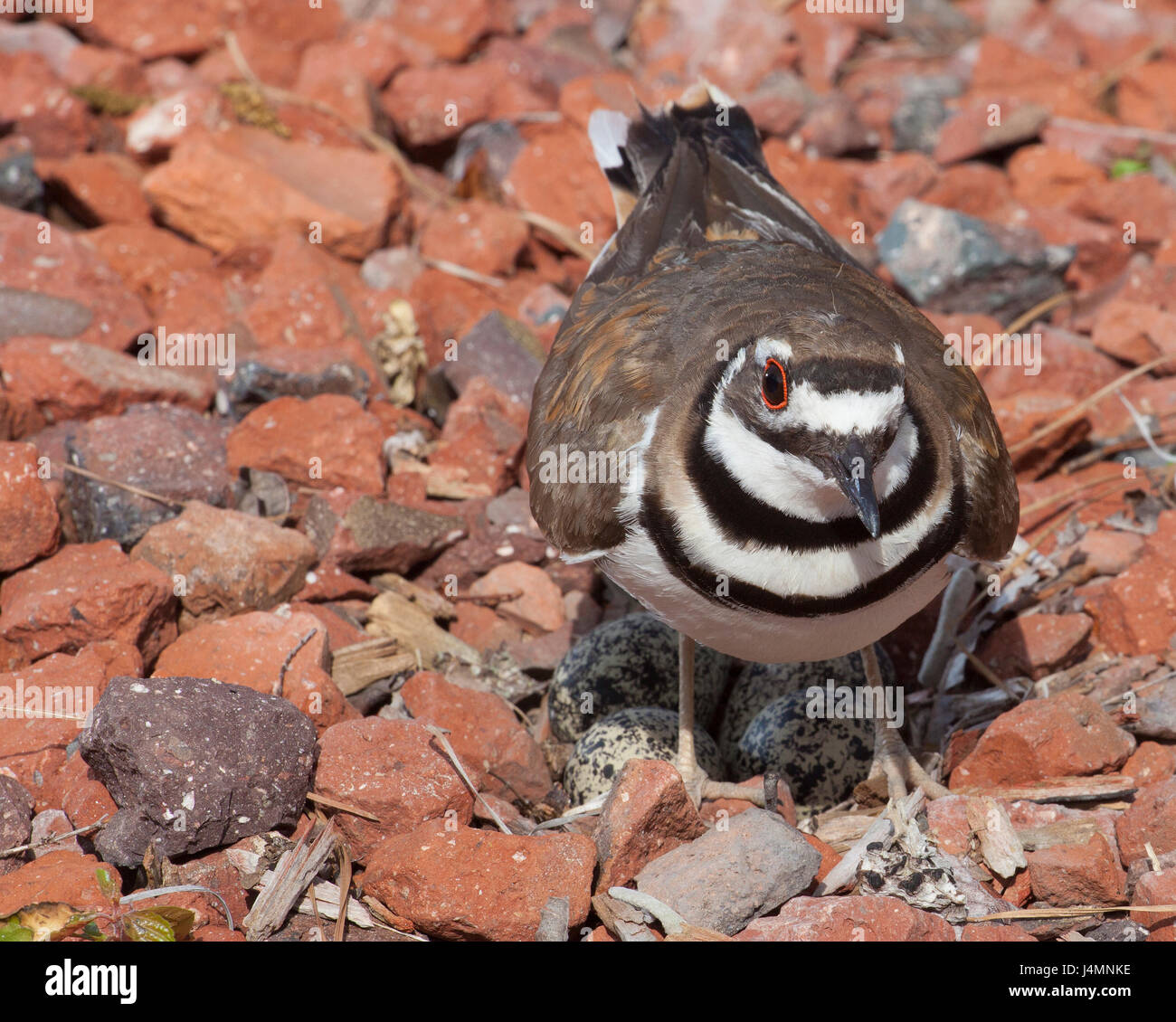 Wild killdeer standing over its nest with eggs Stock Photo - Alamy