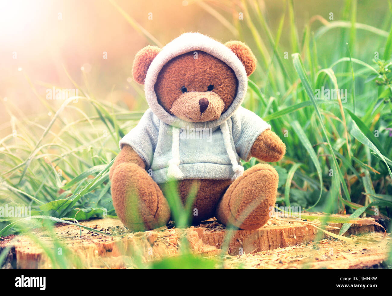 Teddy in nature Stock Photo - Alamy