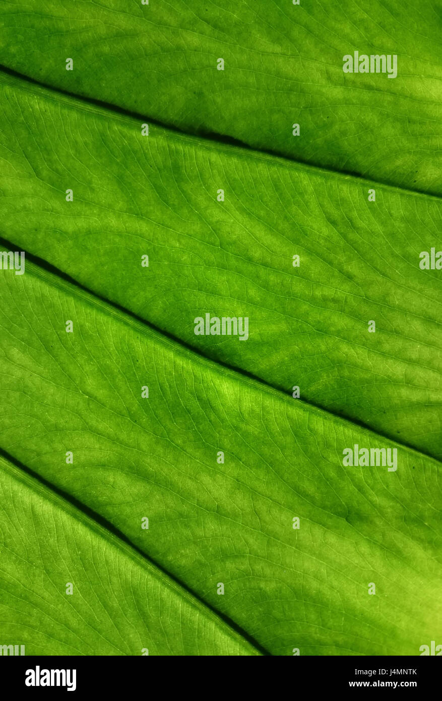 Elephant ear leaf Stock Photo - Alamy