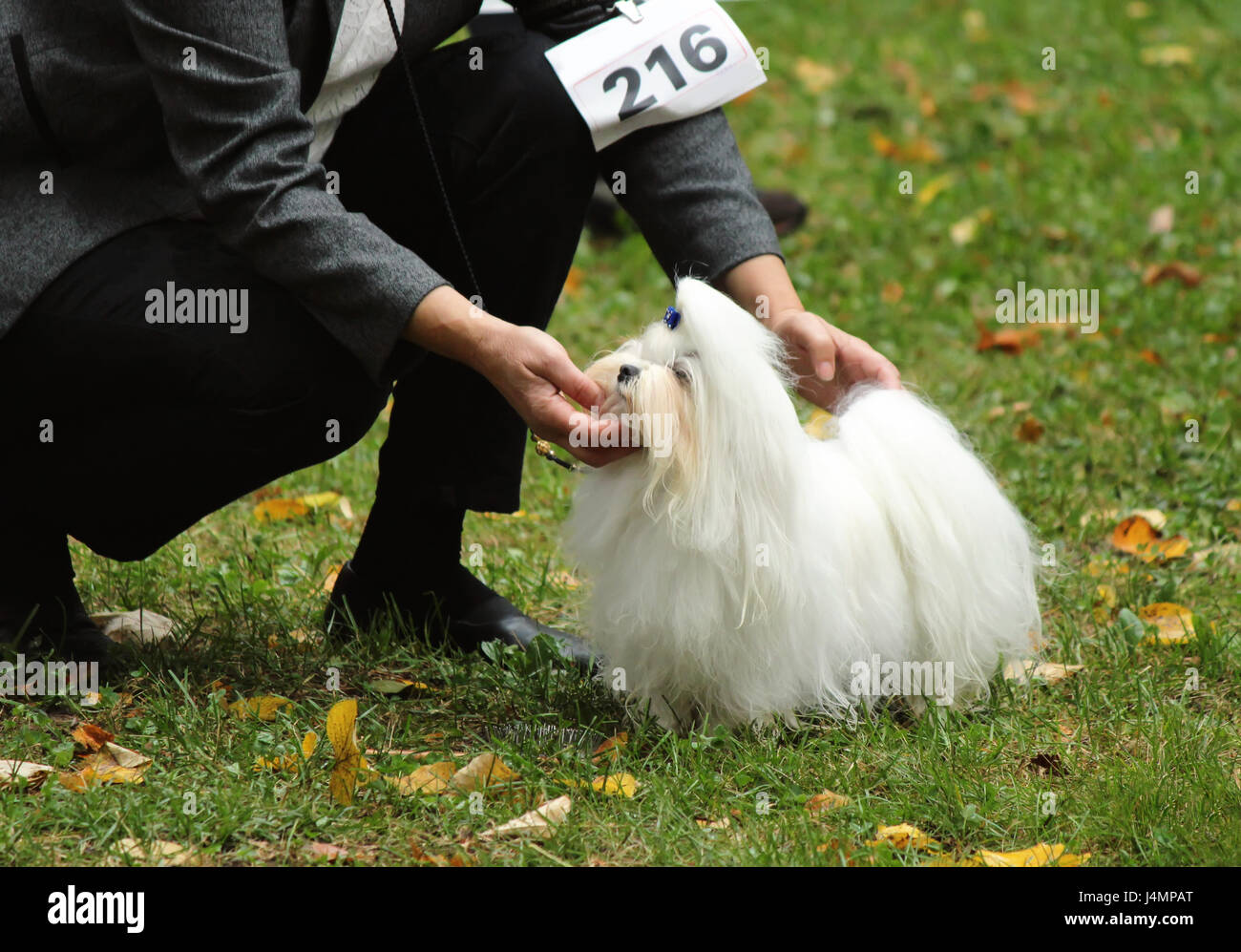 Dog show pose hi-res stock photography and images - Alamy