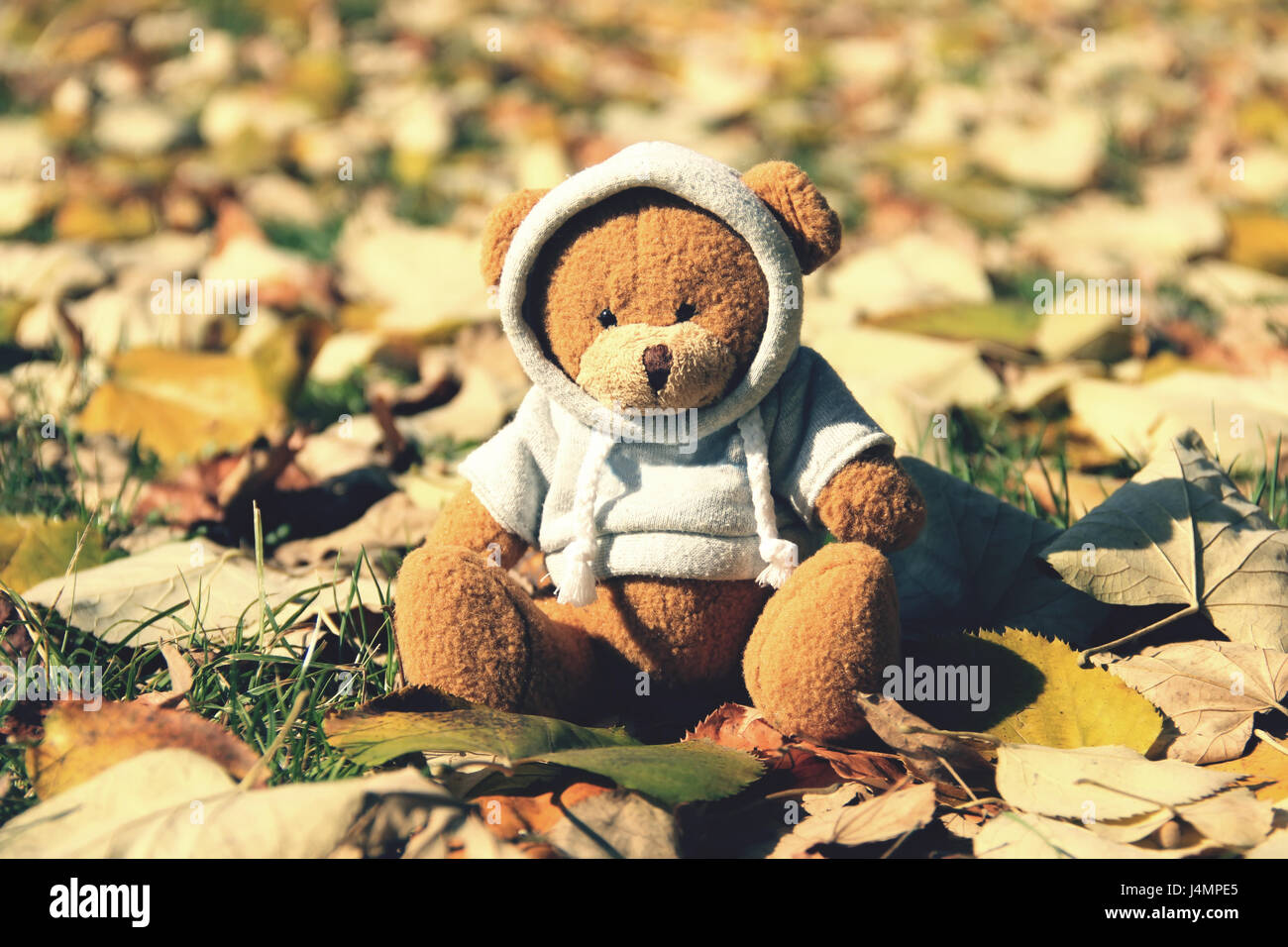 Teddy in nature Stock Photo - Alamy
