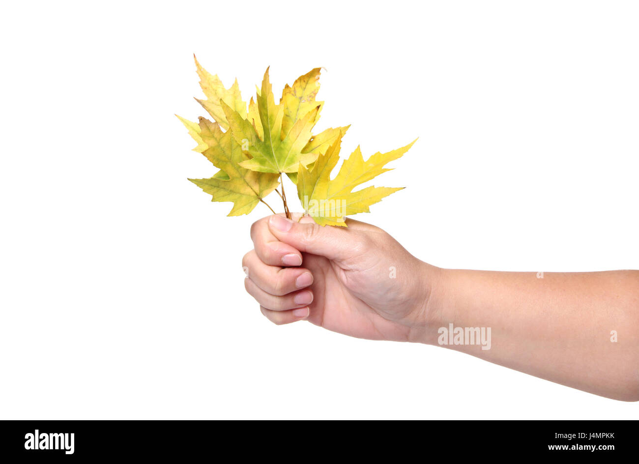 Leaves in hand hi-res stock photography and images - Alamy