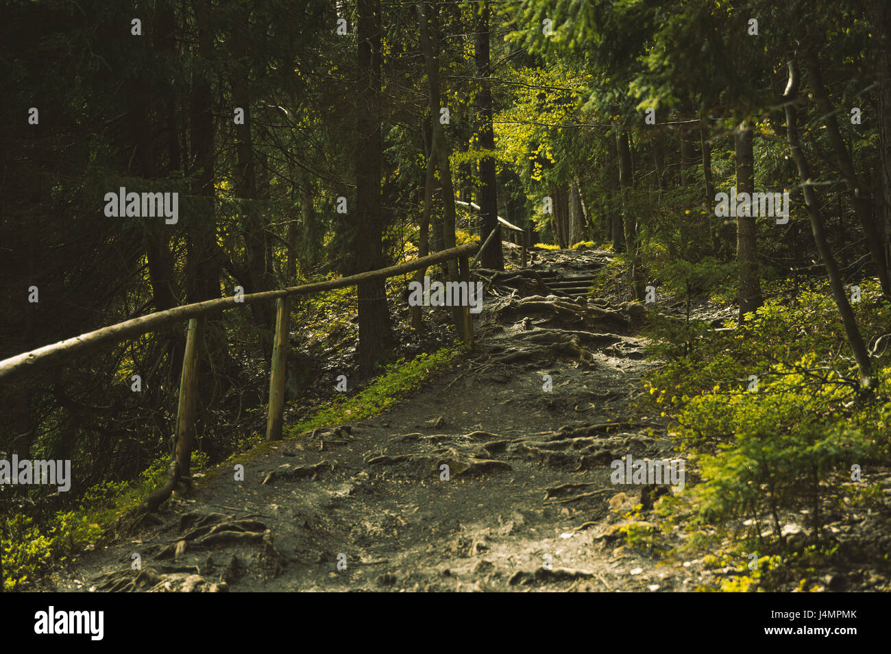 Bumpy path full of roots in mystical forest Stock Photo - Alamy