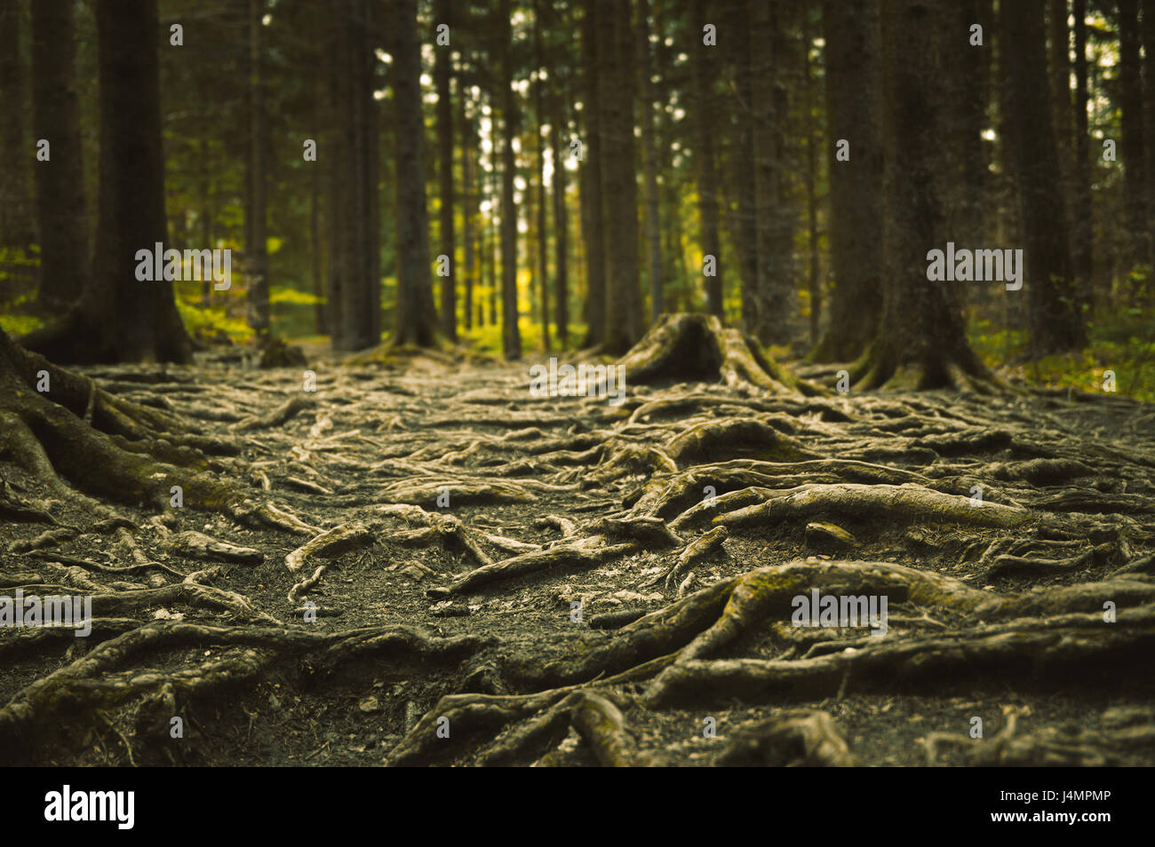 Bumpy path full of roots in mystical forest Stock Photo - Alamy