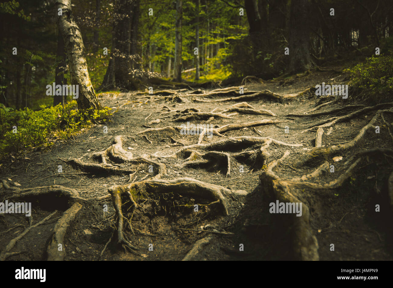 Bumpy path full of roots in mystical forest Stock Photo - Alamy