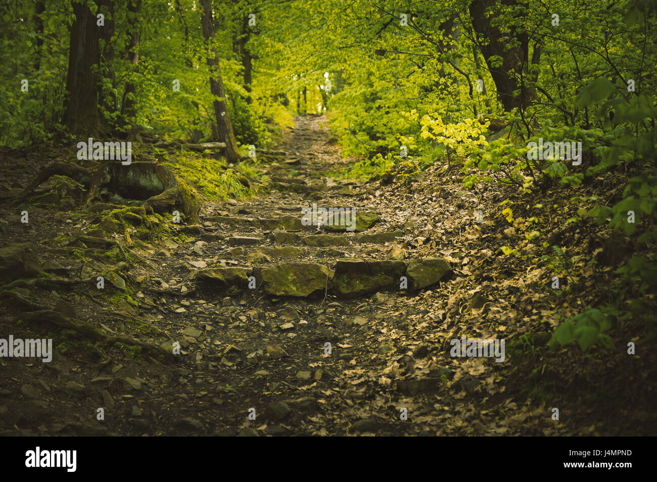 Stairs made of rock in mysterious forest Stock Photo - Alamy