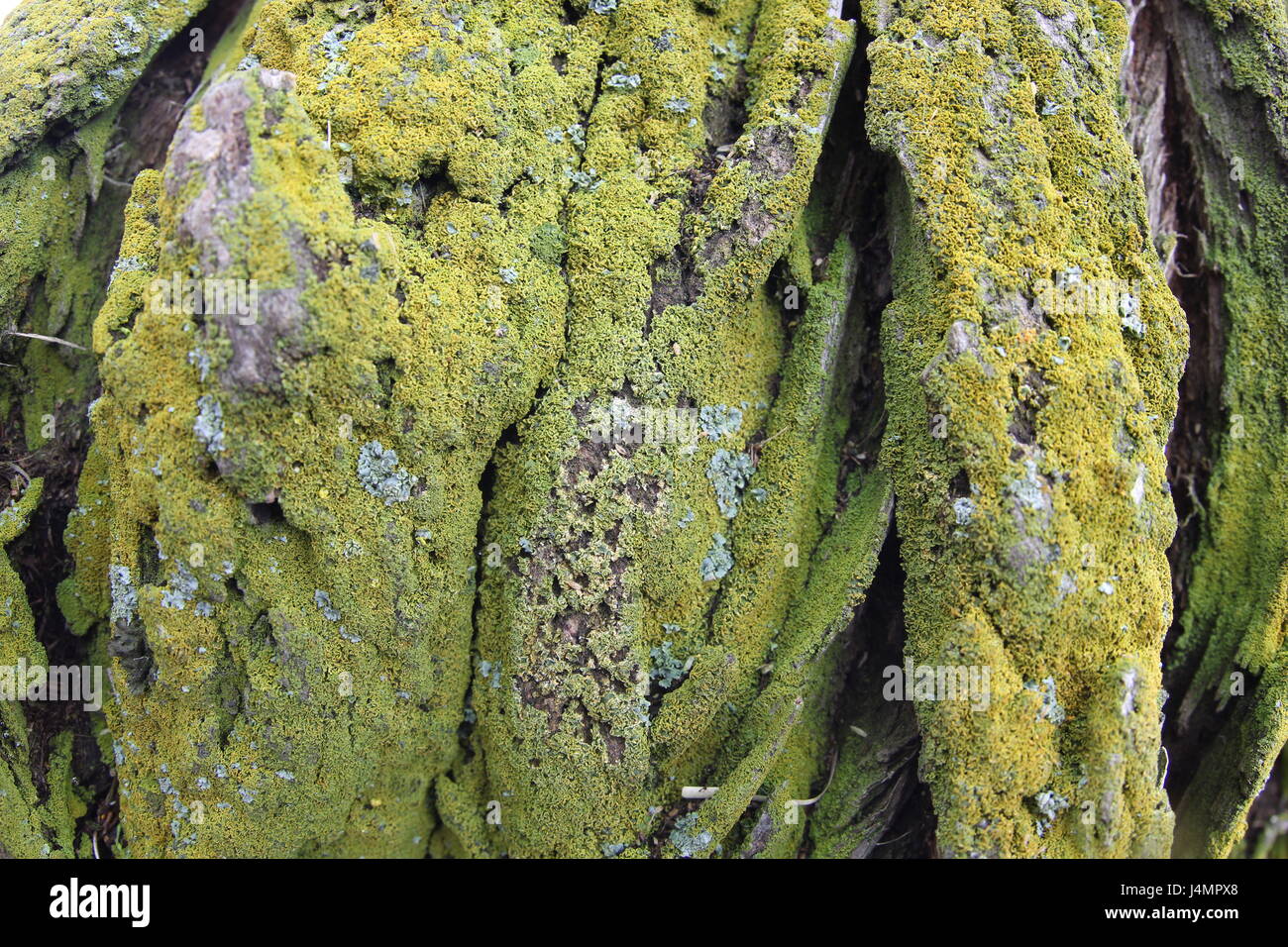 Bark moss mossy tree hi-res stock photography and images - Alamy