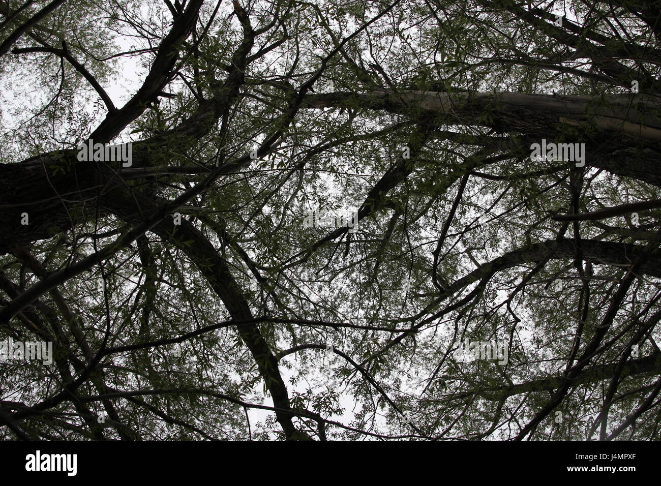 Hybrid willow hi-res stock photography and images - Alamy