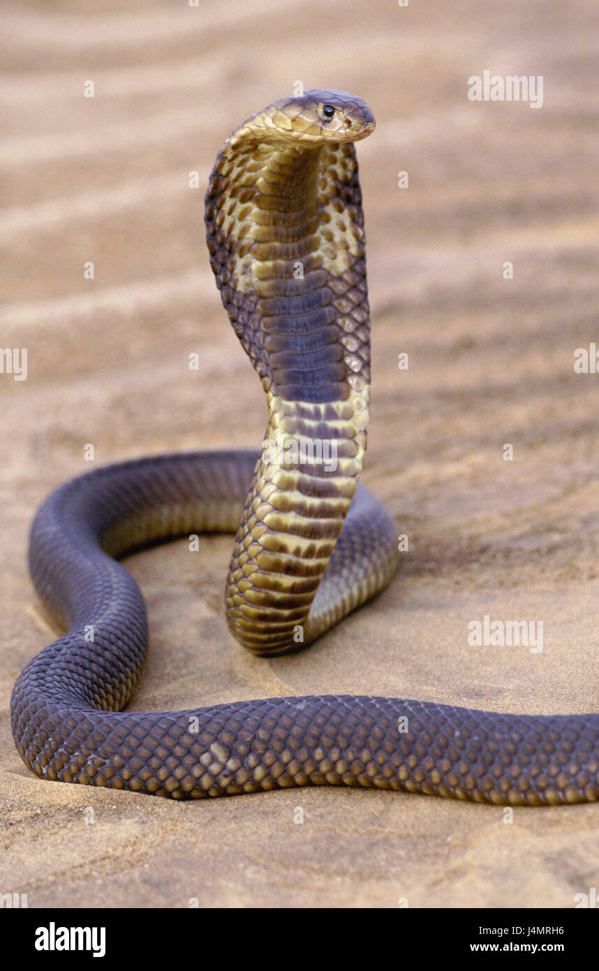 Sand, Egyptian cobra, Well, haje anchietae, attack position Africa ...