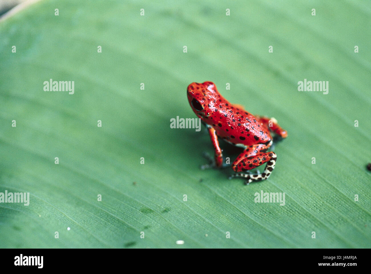 Little Strawberry Frog High Resolution Stock Photography and Images - Alamy