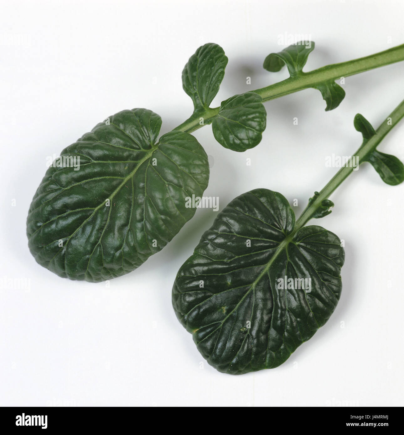Barbara's herb, Barbarea vulgaris, detail, leaves plant, medicinal ...