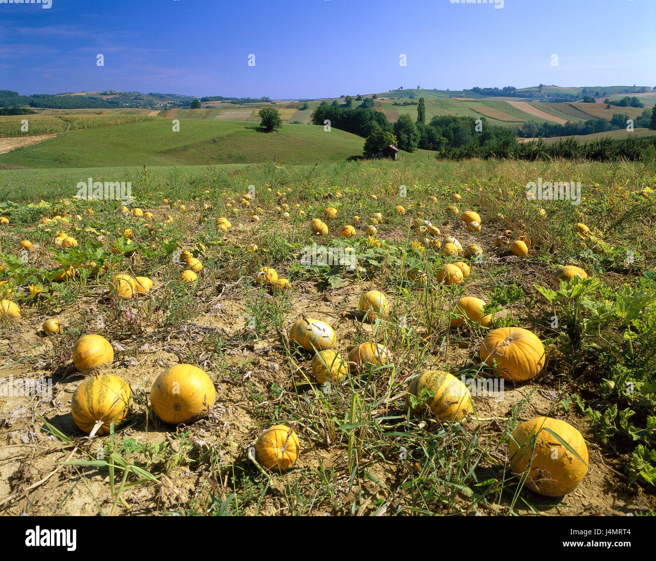 Austria, Styria, St. Anna in the Aigen, field scenery, pumpkins, autumn ...