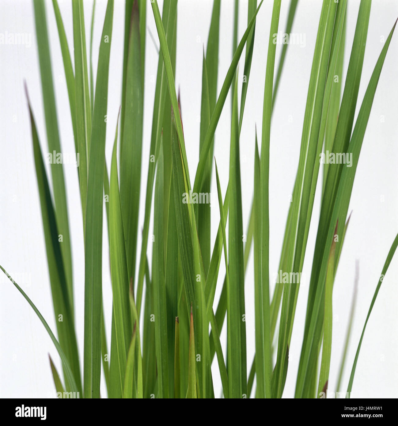 Imperata cilindrica hi-res stock photography and images - Alamy