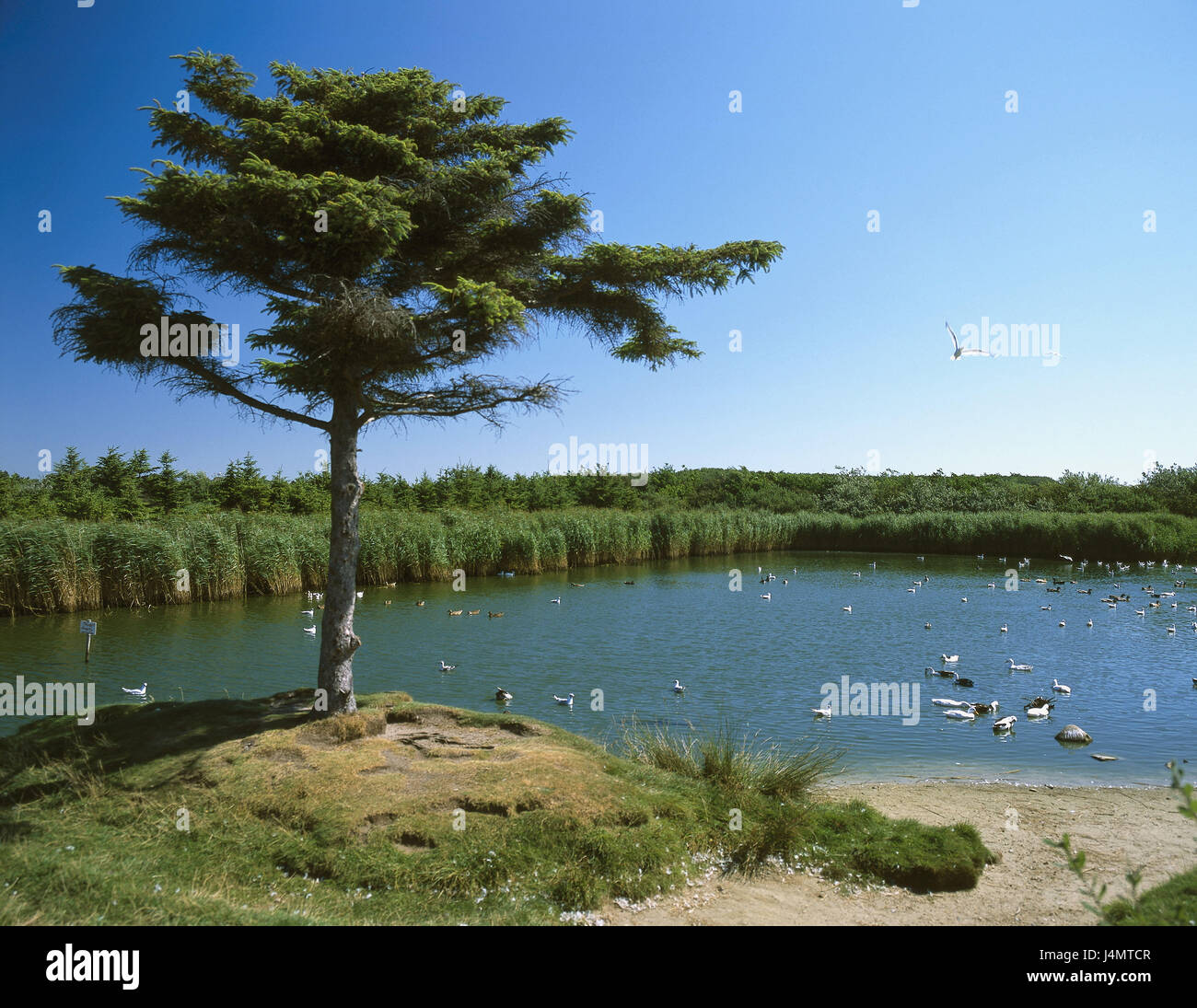 Ducks catch attachment hi-res stock photography and images - Alamy