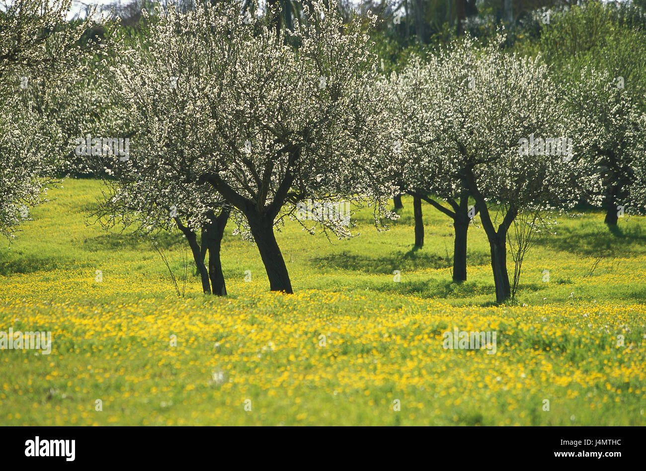 Spain, Majorca, close Sineu, meadow, almond trees, blossom, drive out ...