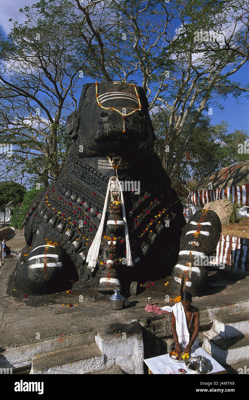 India, Karnataka, Mysore, Nandi, man, sacrificial flowers, from above ...