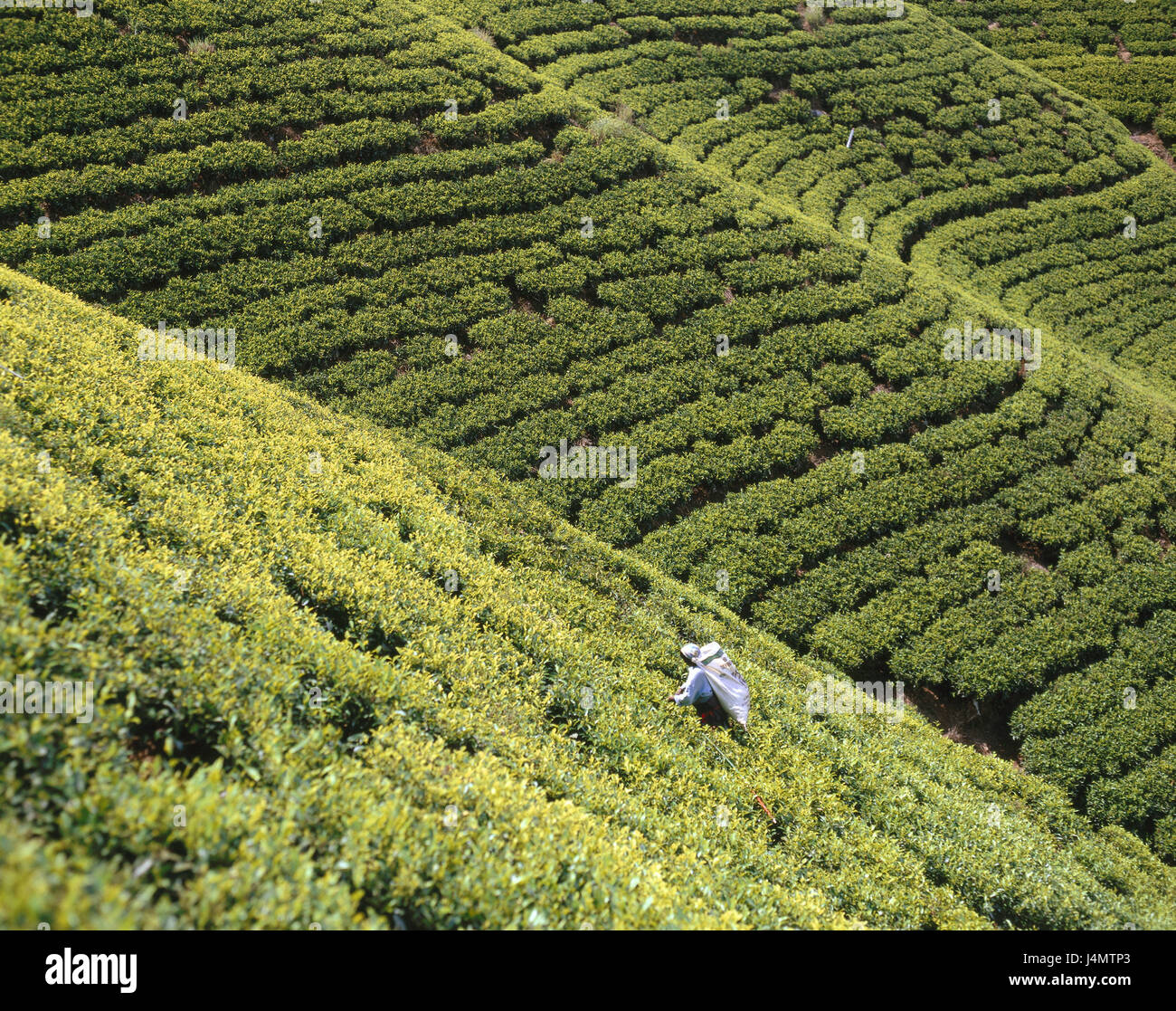 Sri Lanka, Nuwara Eliya, tea fields Asia, South Asia, island state, Sri ...