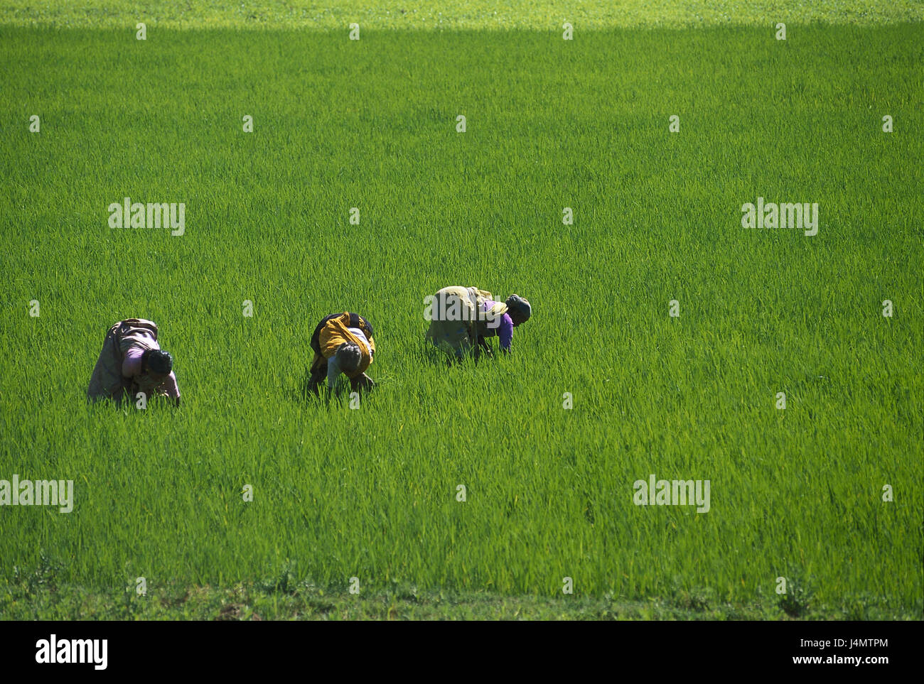 Rice fields of tamil nadu hi-res stock photography and images - Alamy