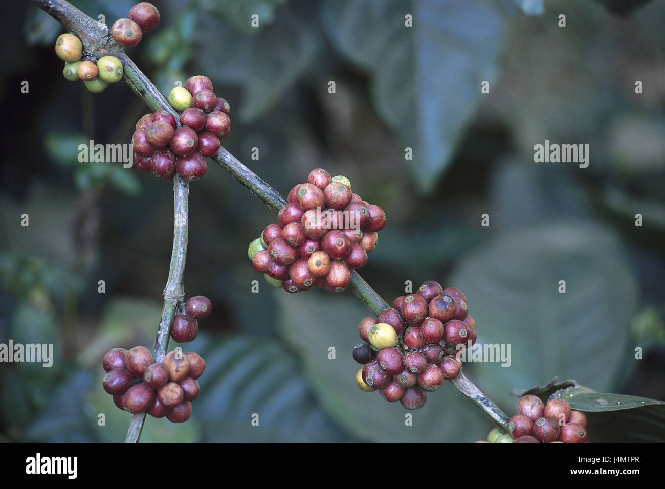 Coffee tree, branch, beans, detail Asia, South Asia, Hindi Bharat ...