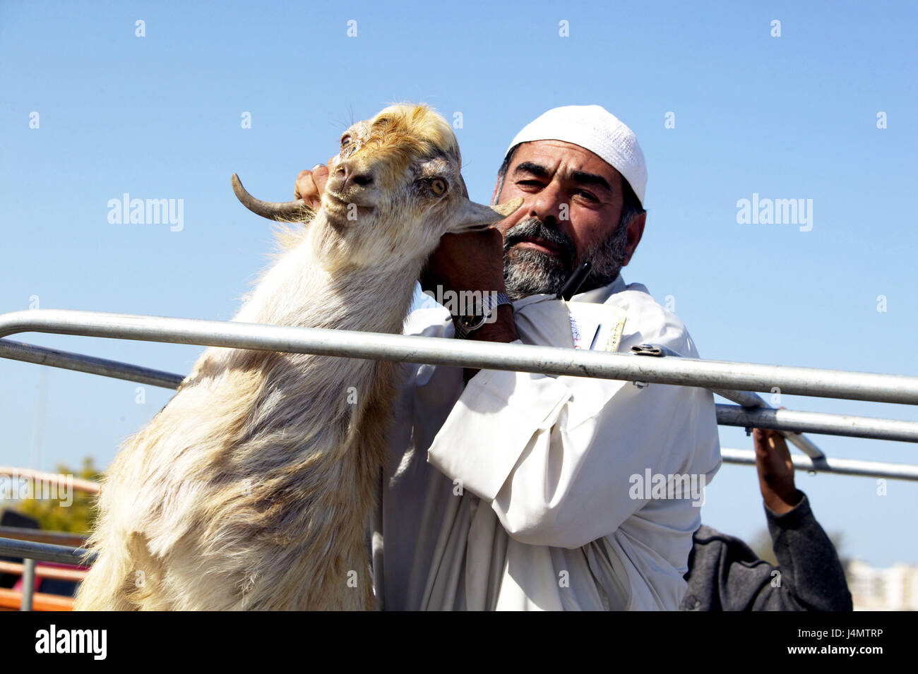 United Arab Emirates, Racing Al-Khaimah, cattle market, man, billy goat ...