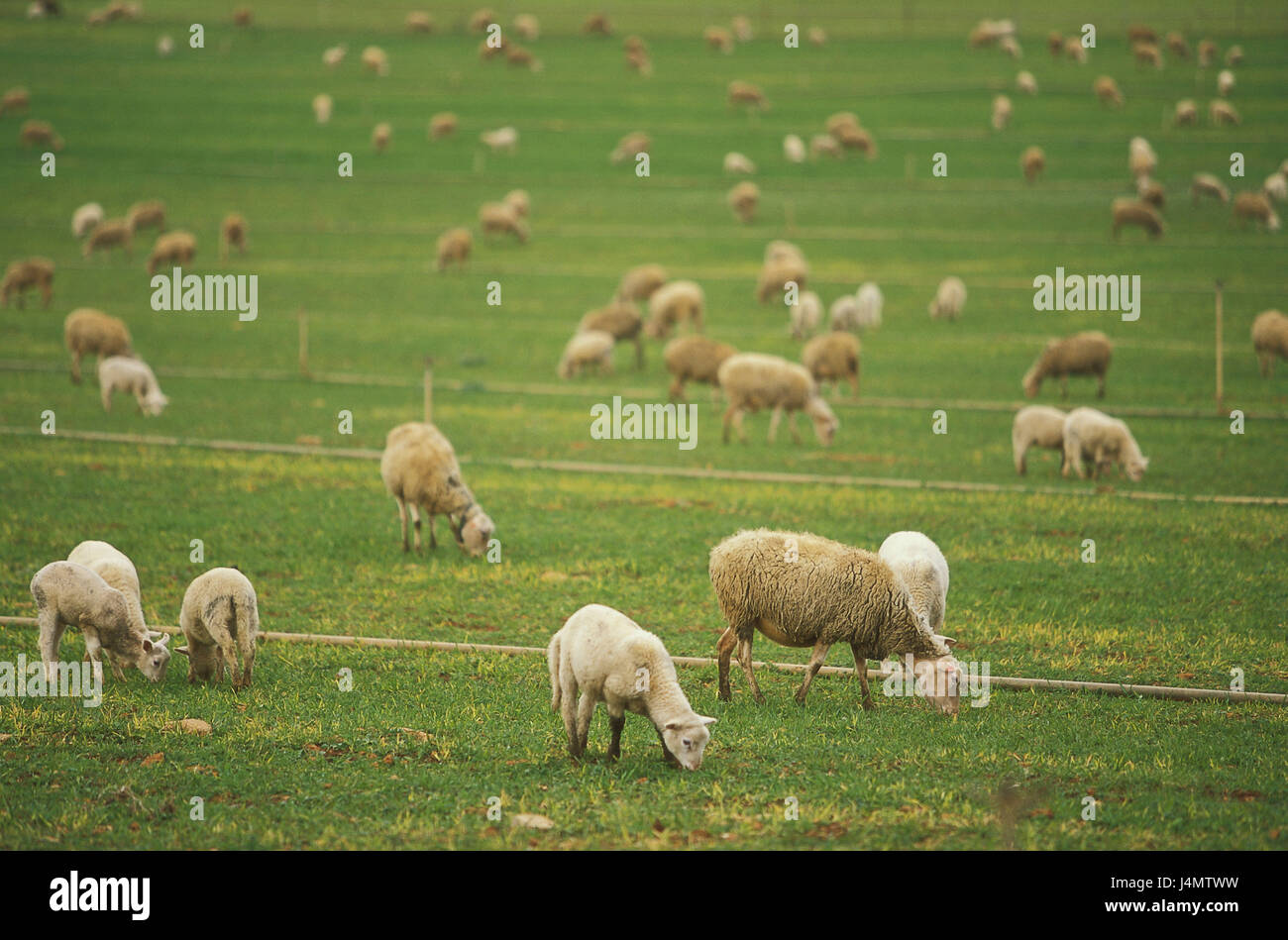 Spain, Majorca, close Sineu, meadow, flock of sheep the Balearic ...