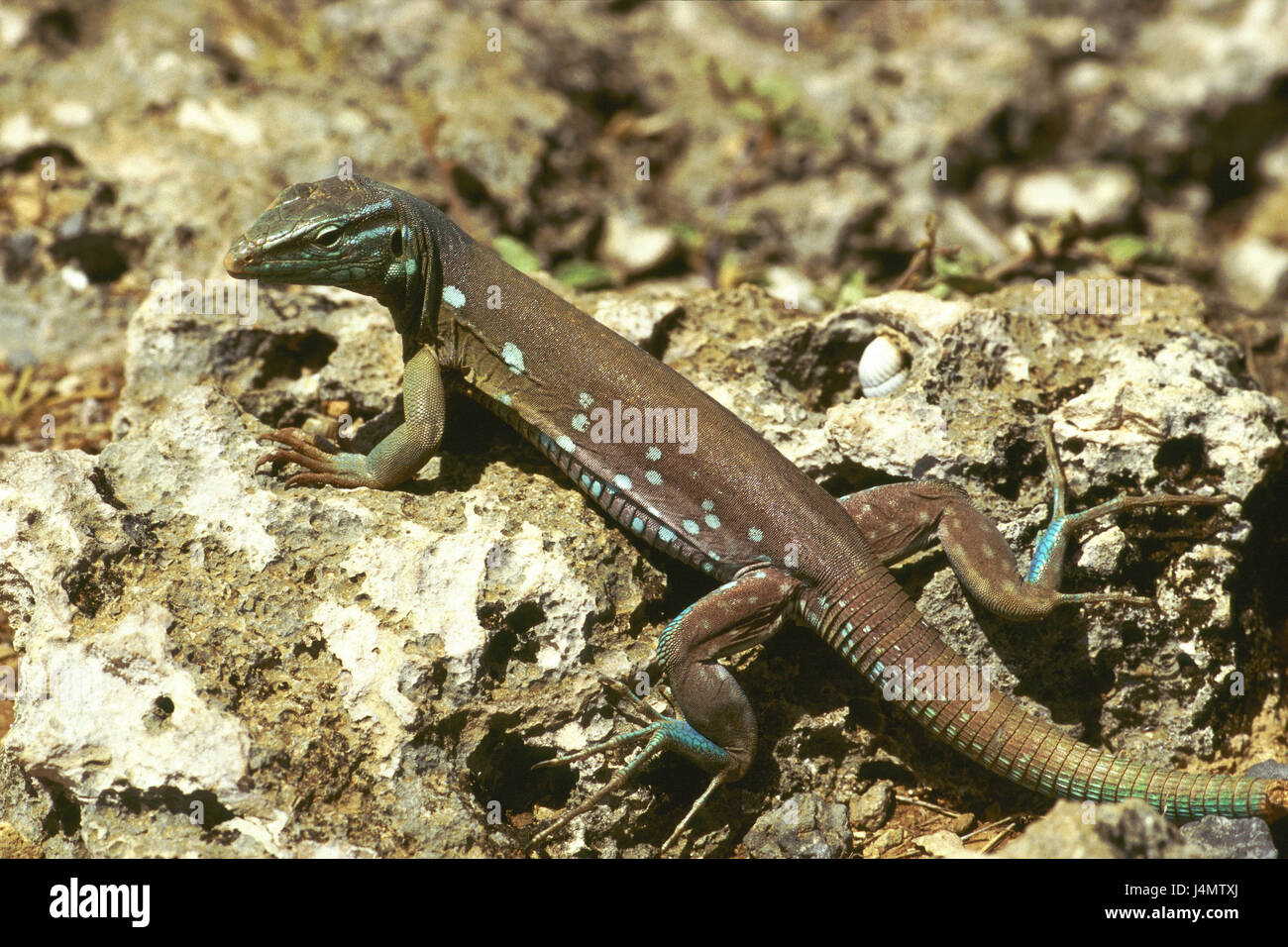 Rail saurian hi-res stock photography and images - Alamy