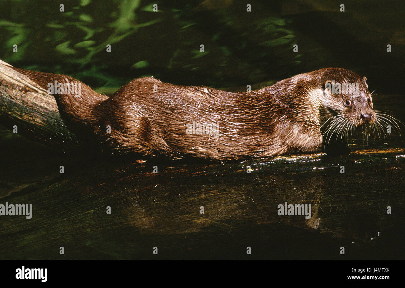 Otters, Lutra lutra, water, branch animal, animals, predator, predators ...