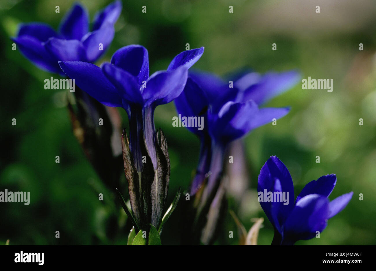 Spring gentian, Gentiana verna alps, alp room, mountains, mountain ...