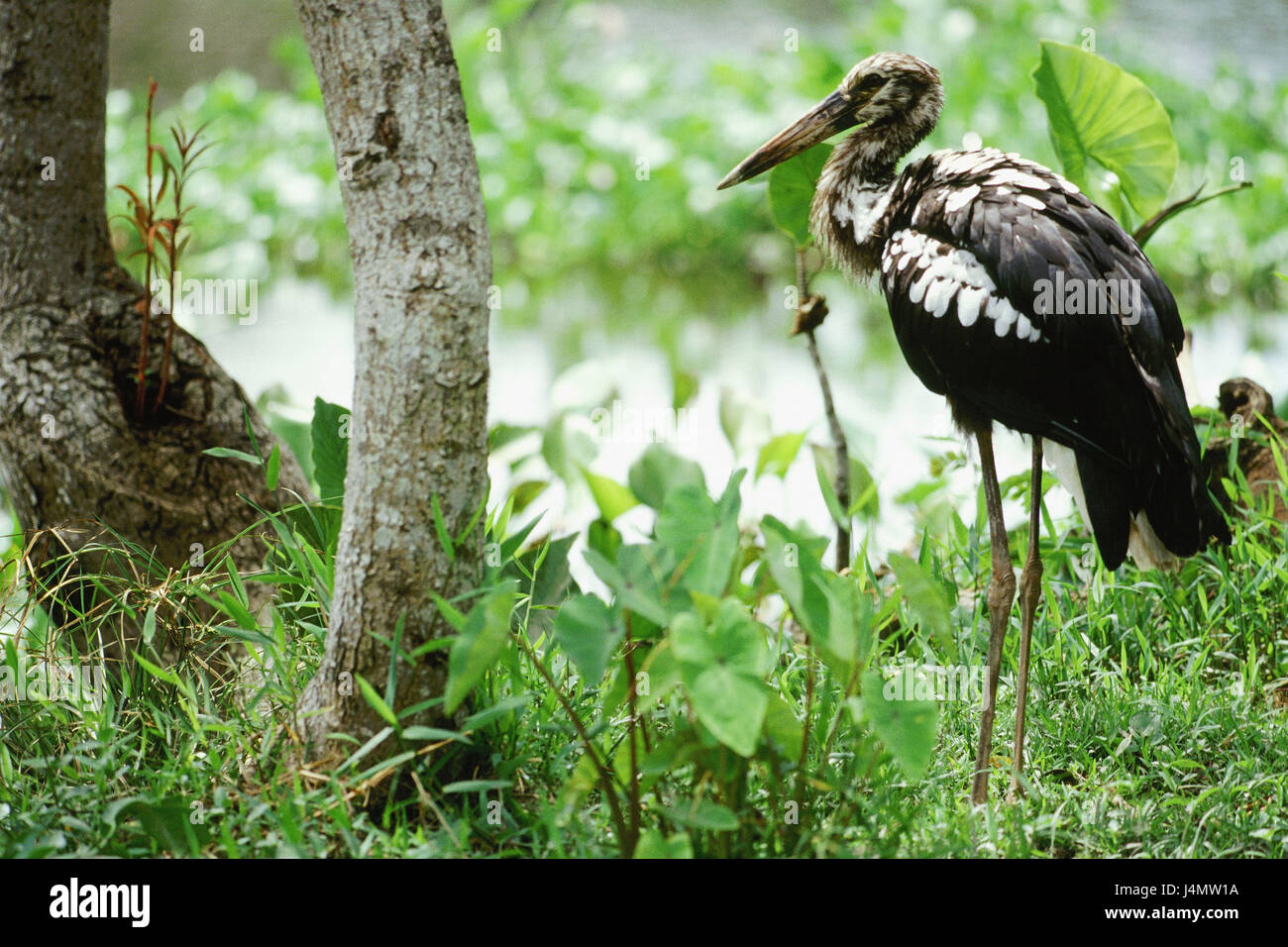 Orinoco birds hi-res stock photography and images - Alamy
