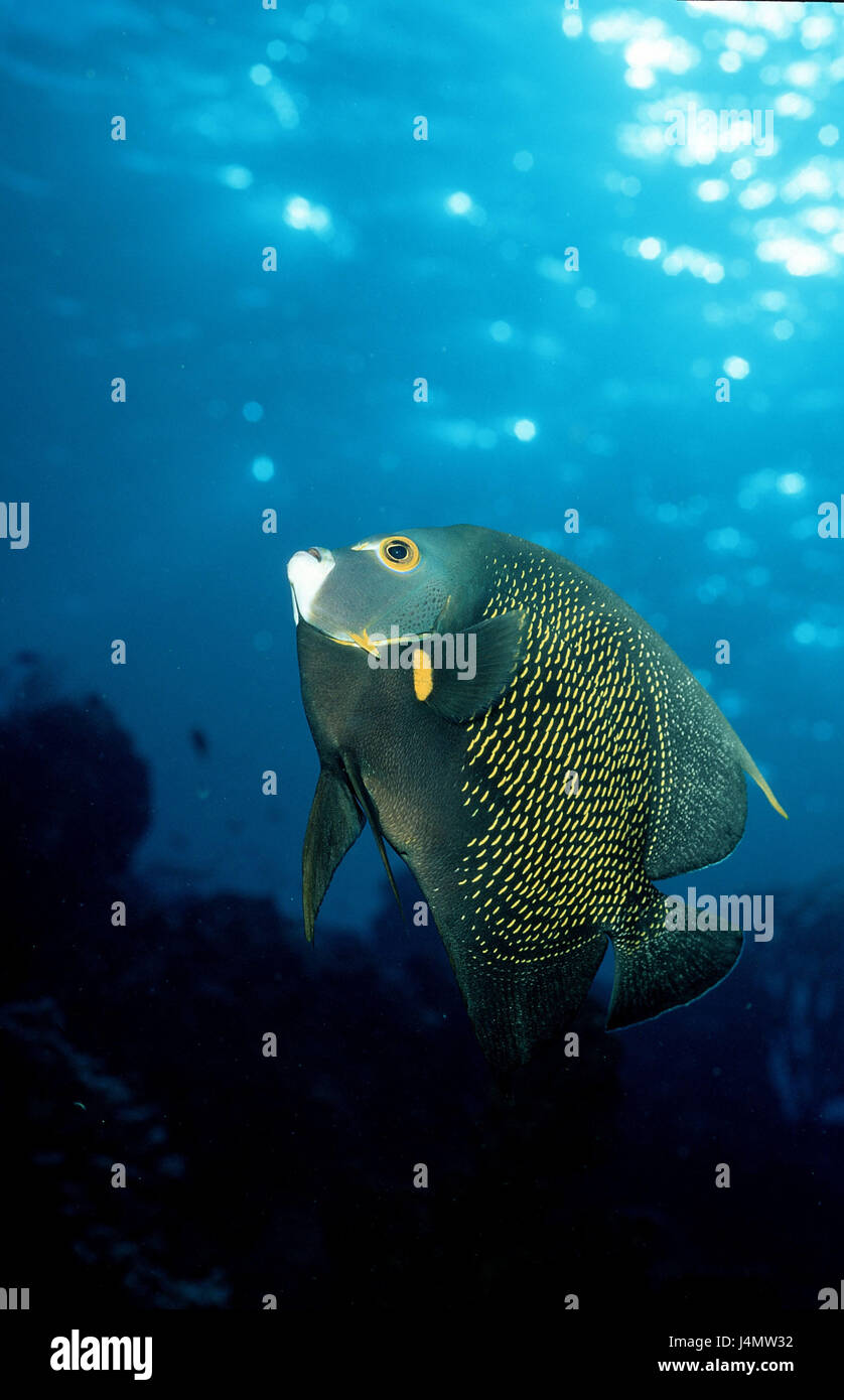 Crescent wrench-imperial fish, Pomacanthus paru Stock Photo - Alamy