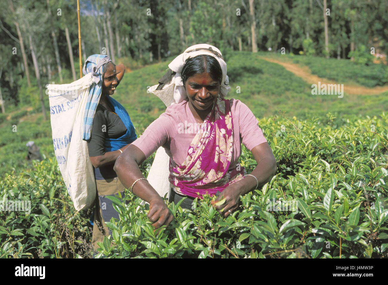 Sri Lanka, Kandy, tea plantation, women, leaves, pick Asia, South Asia ...