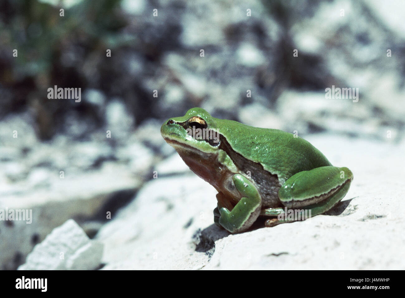 Limestone, foliage frog, Hyla arborea, at the side nature, animal world ...