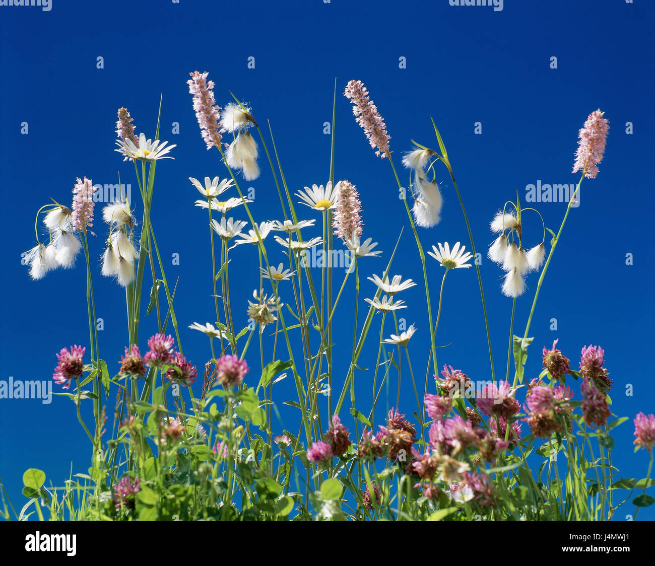 Plants flowers meadow variety hi-res stock photography and images - Alamy
