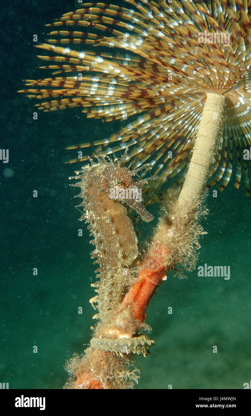 Langschnäuziges seahorse, Hippocampus guttulatus, tube worm Stock Photo ...