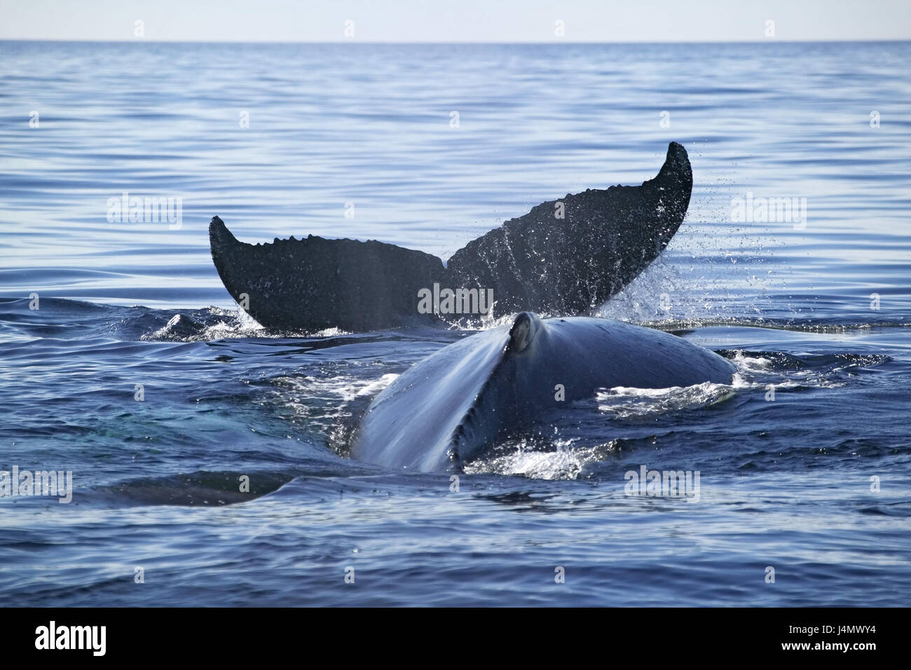 Two dorsal fins hi-res stock photography and images - Alamy