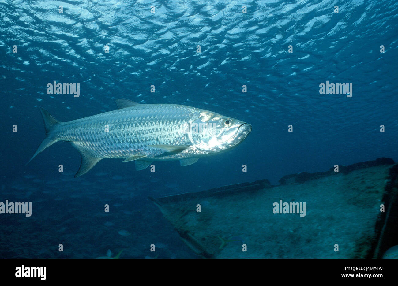 Tarpun, Megalops atlanticus Stock Photo - Alamy