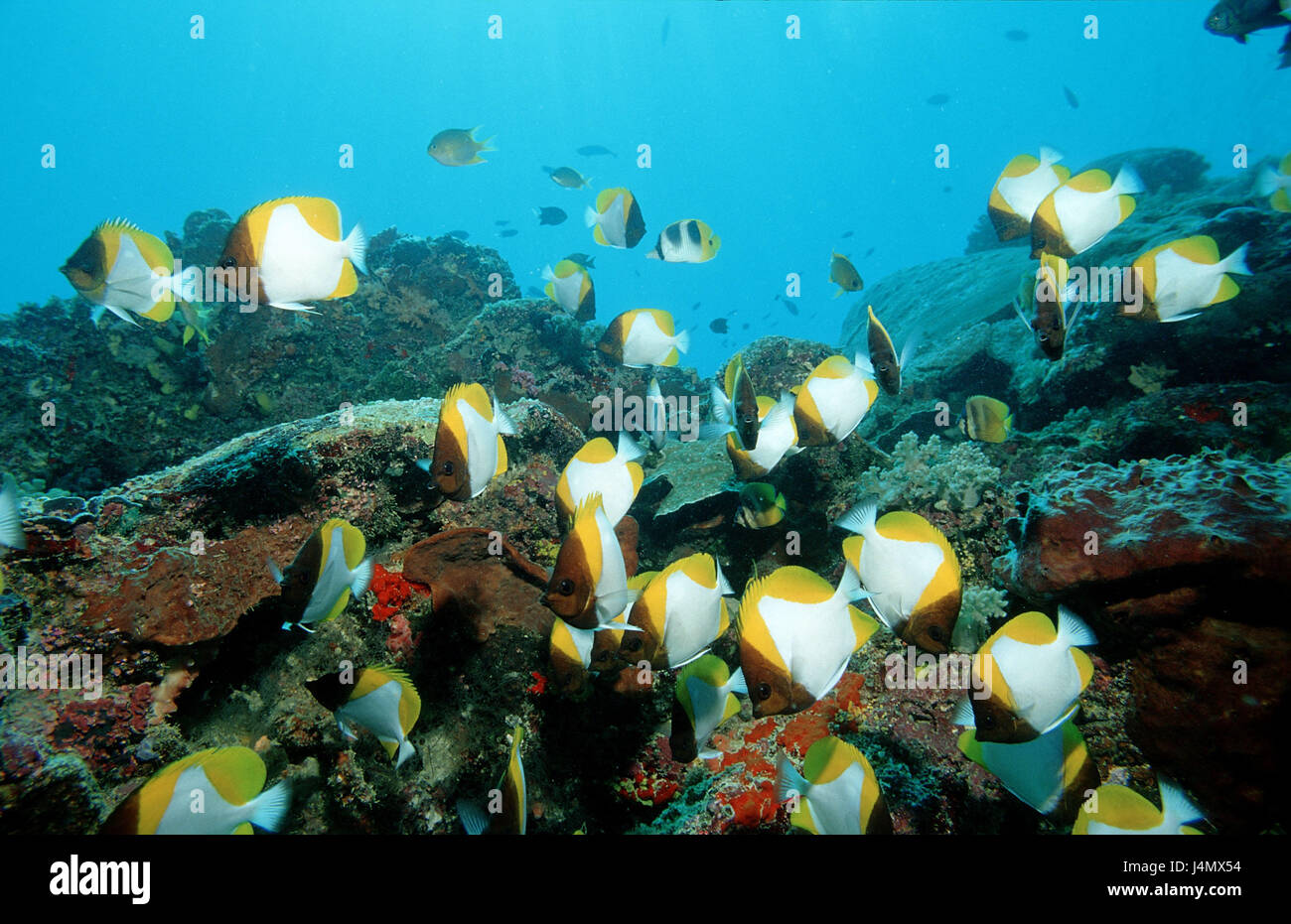 Yellow pyramids-butterfly's fish, Hemitaurichthys polylepis Stock Photo ...