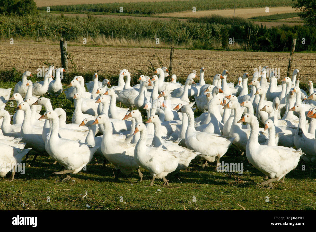 Goose's crowd , goose's birds, Anserinae, house geese, geese, crowd ...