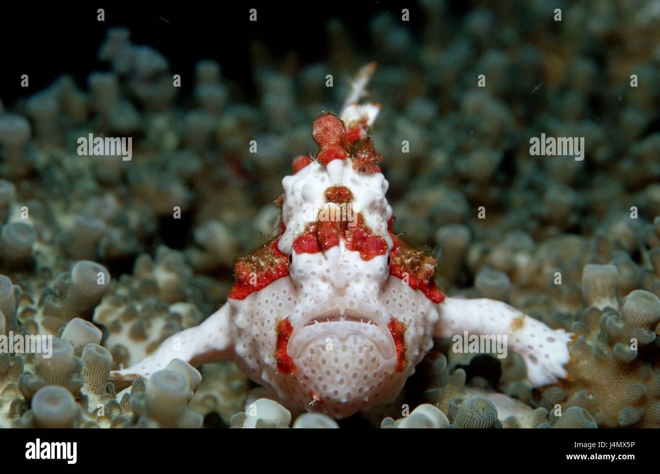 Papillas-angler's fish, Antennarius maculatus Stock Photo - Alamy