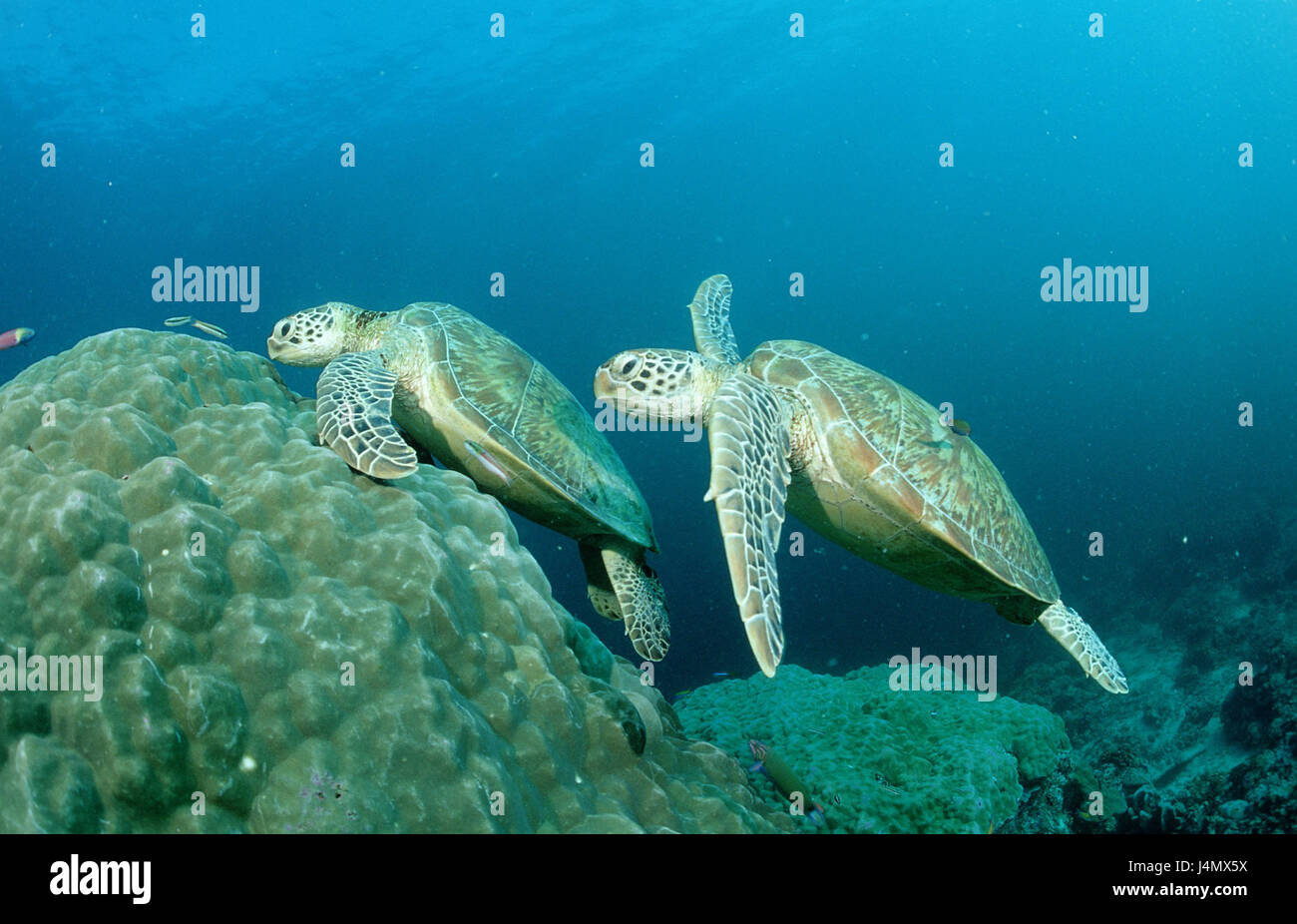 Tortoises in water hi-res stock photography and images - Alamy